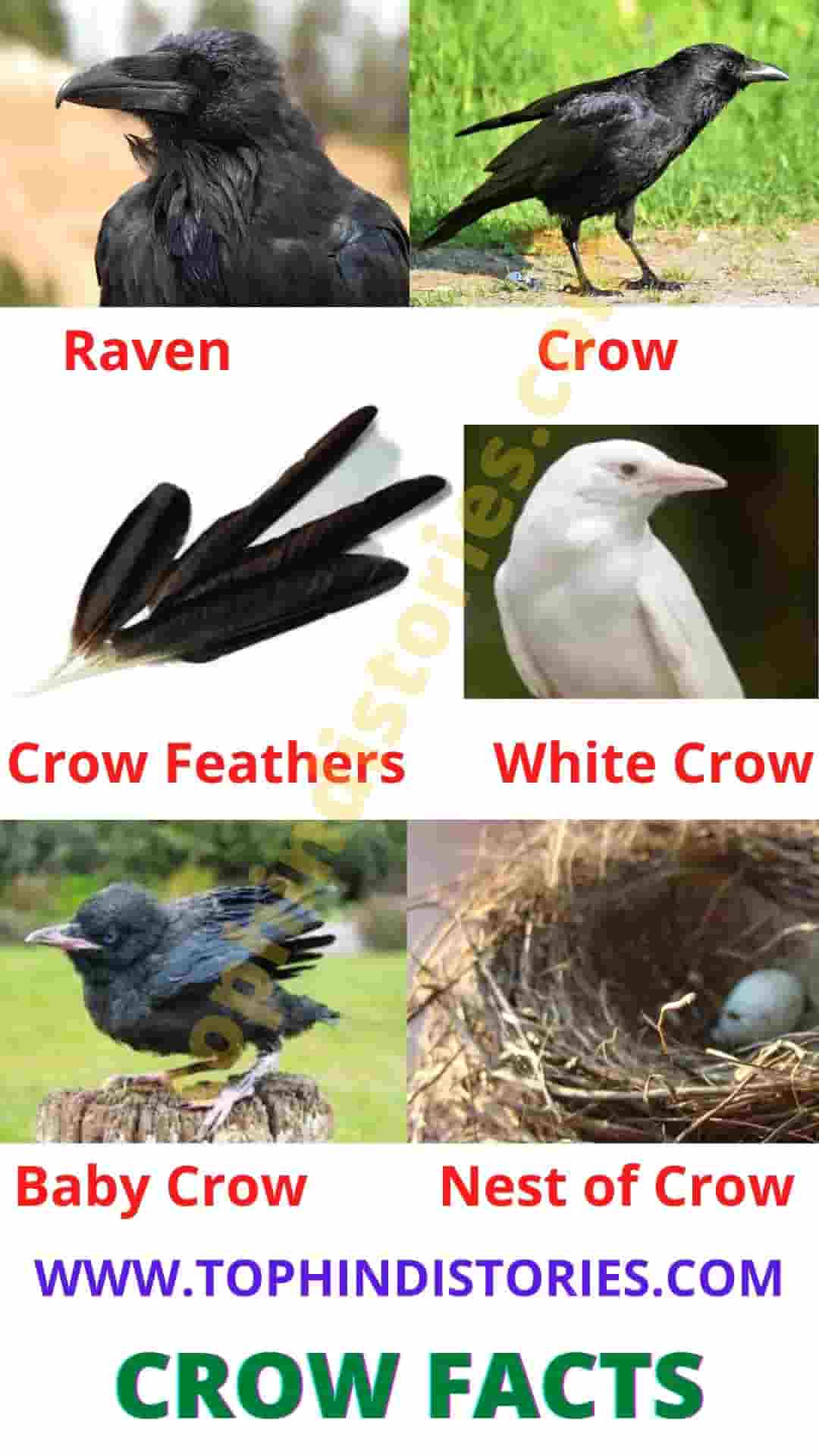 Full Information about Crow﻿ in﻿ Hindi﻿ (20+ Facts & Essay)